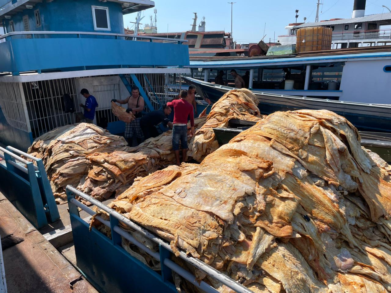 Operação apreende 20 toneladas de pescado ilegal, em Iranduba - Rádio ... Operação apreende 20 toneladas de pescado ilegal, em Iranduba - Rádio ...
