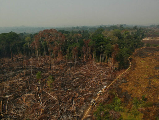 Fraude em mercado de carbono grilou 500 mil hectares de terras